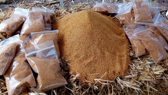 Burlanda seca de maíz: alternativa nutricional para cerdos ...