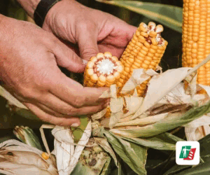 El piquillín: usos y precauciones | Agroempresario.com